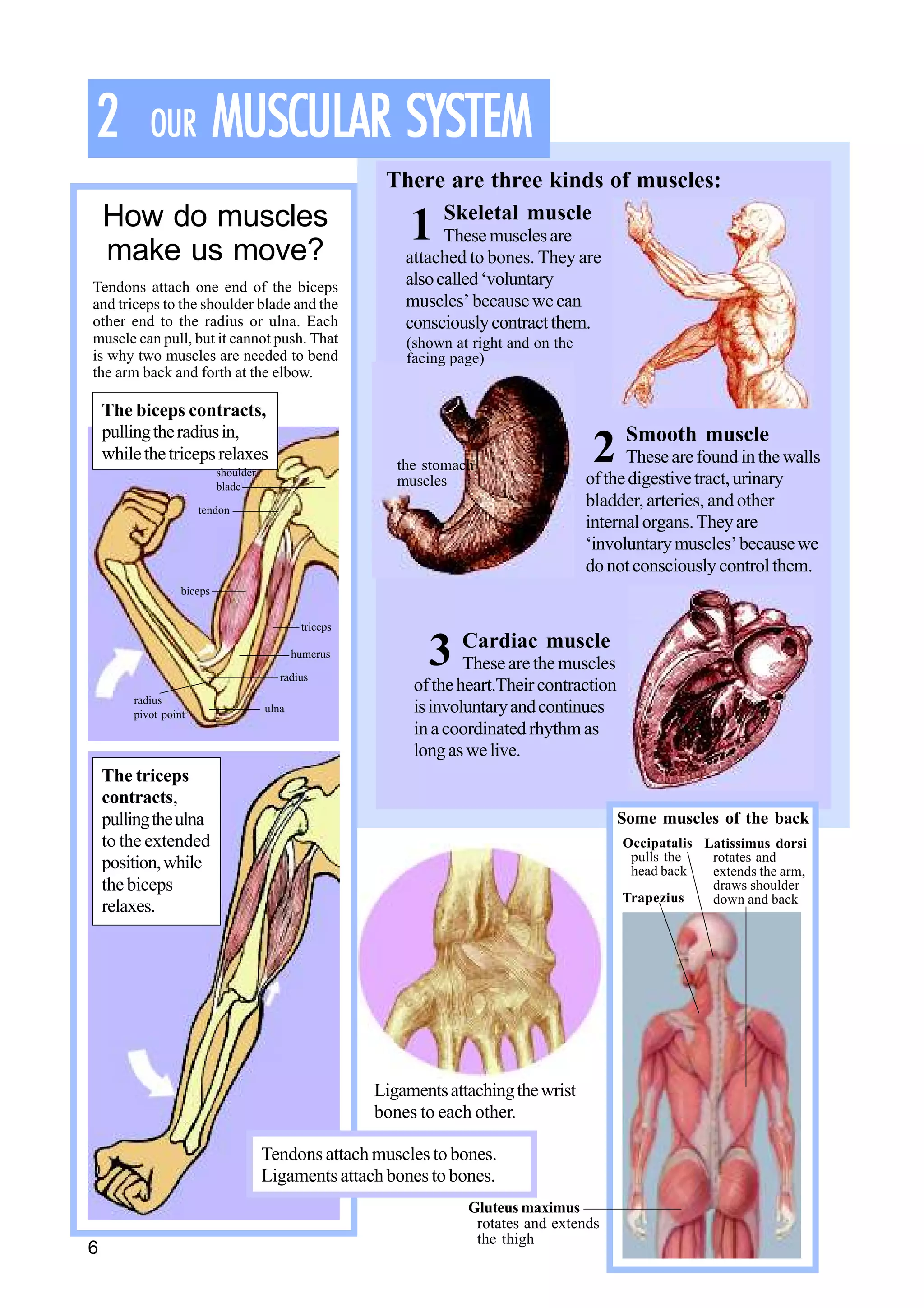 Human body-systems | PDF