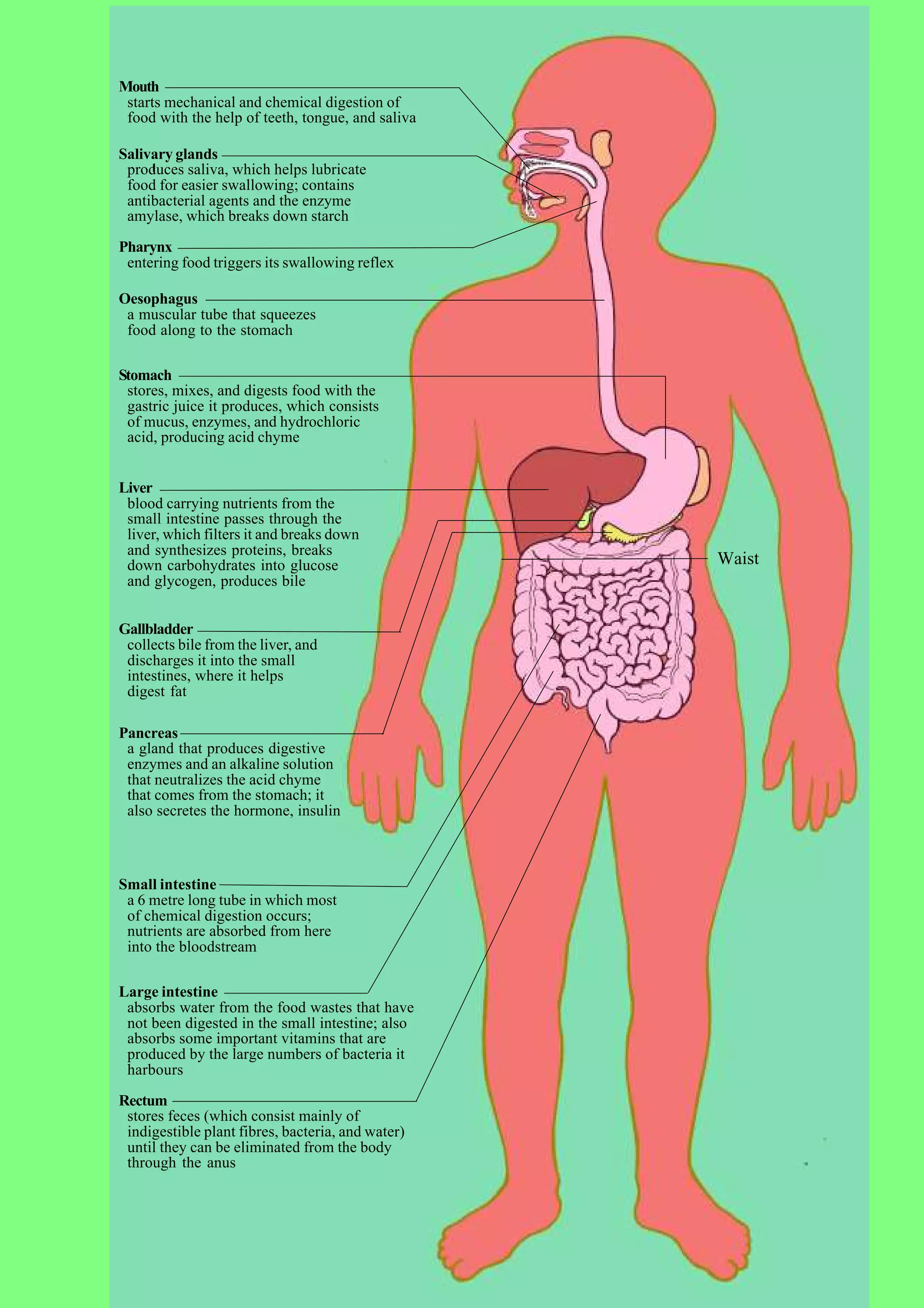 Human body-systems | PDF