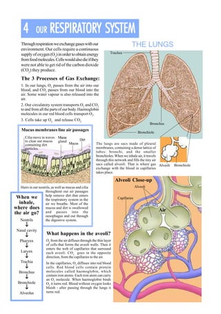 Human body-systems | PDF