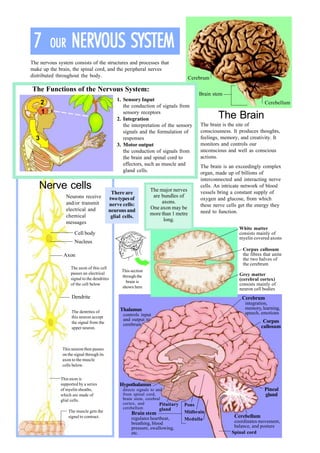 Human body-systems | PDF