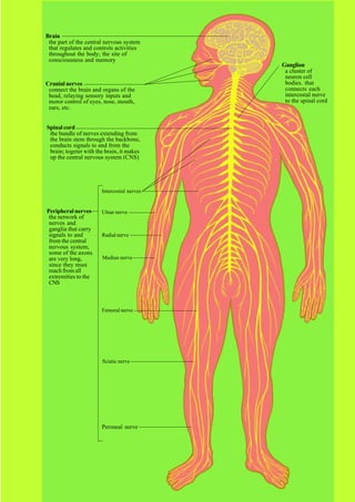 Human body-systems | PDF