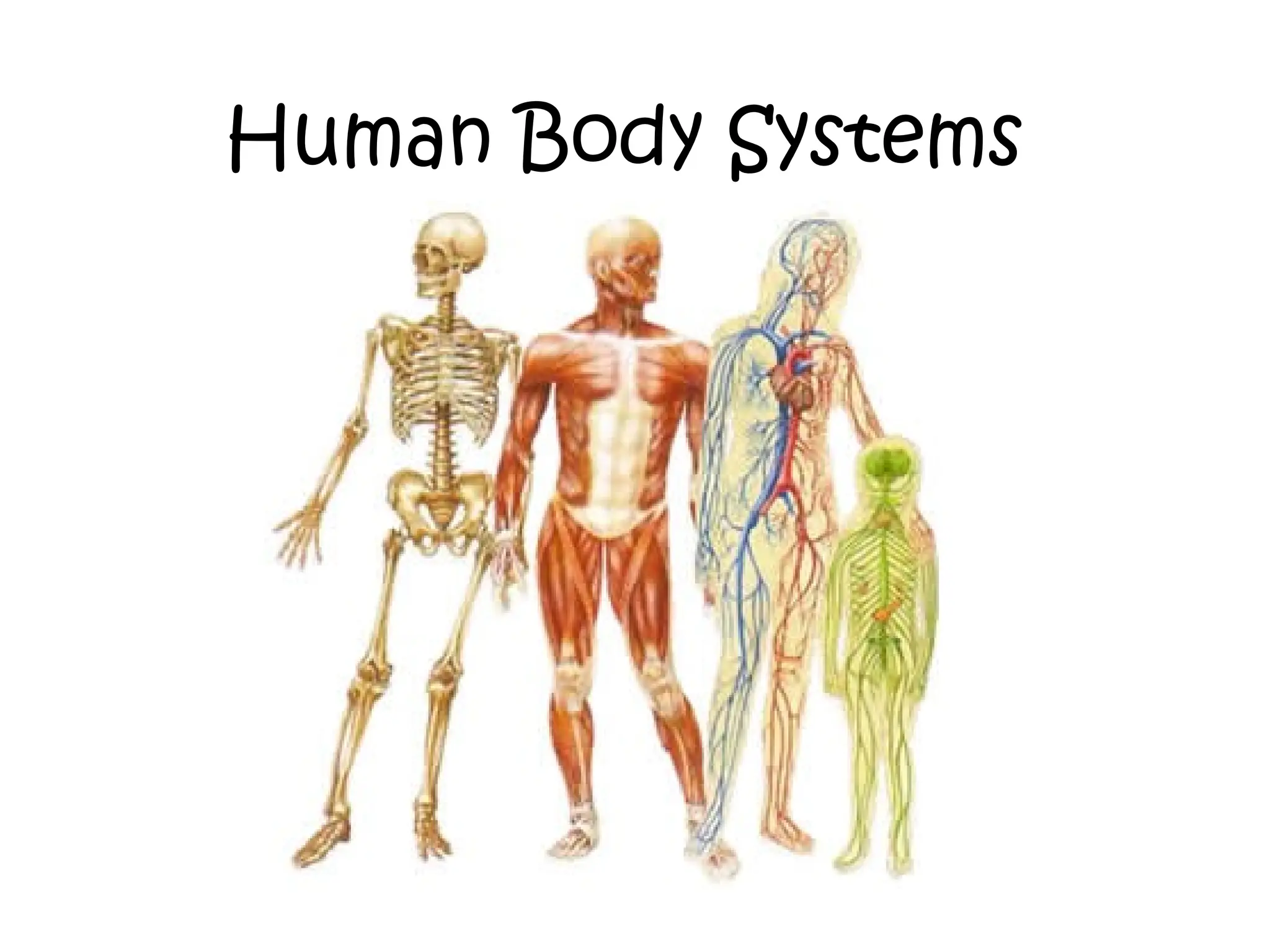 Human-Body-Systems.ppt dhekoeanlw8rndls0ehdnsla | PPT