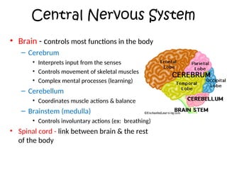 Human-Body-Systems-Science-DIfferent Systems.ppt