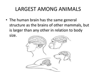 Human brain | PPTX | Brain and Nervous System Disorders | Diseases and ...