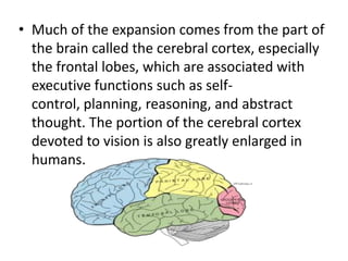 Human brain | PPTX | Brain and Nervous System Disorders | Diseases and ...