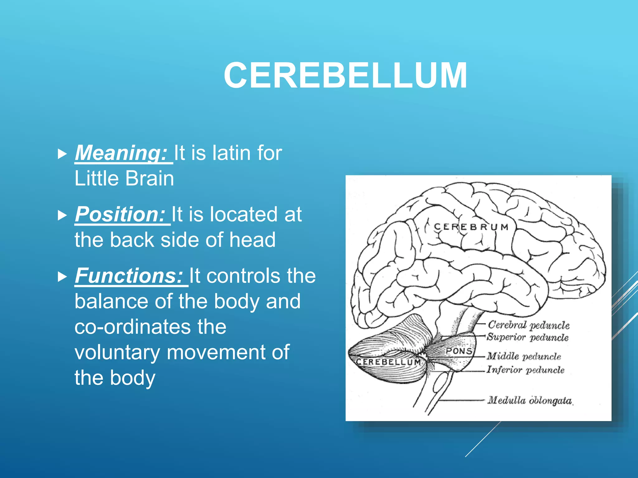 The Human Brain, Its Parts and Functions | PPTX