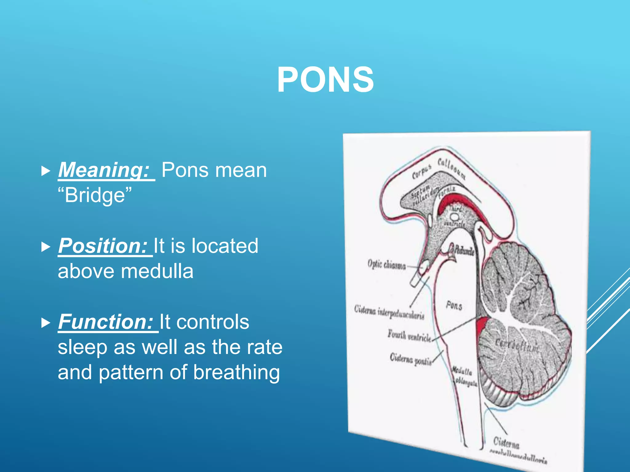The Human Brain, Its Parts and Functions | PPTX