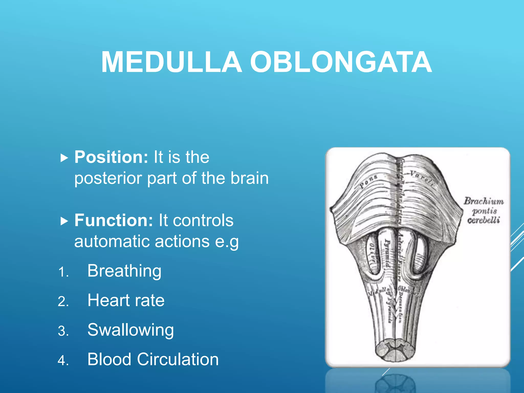 The Human Brain, Its Parts and Functions | PPTX