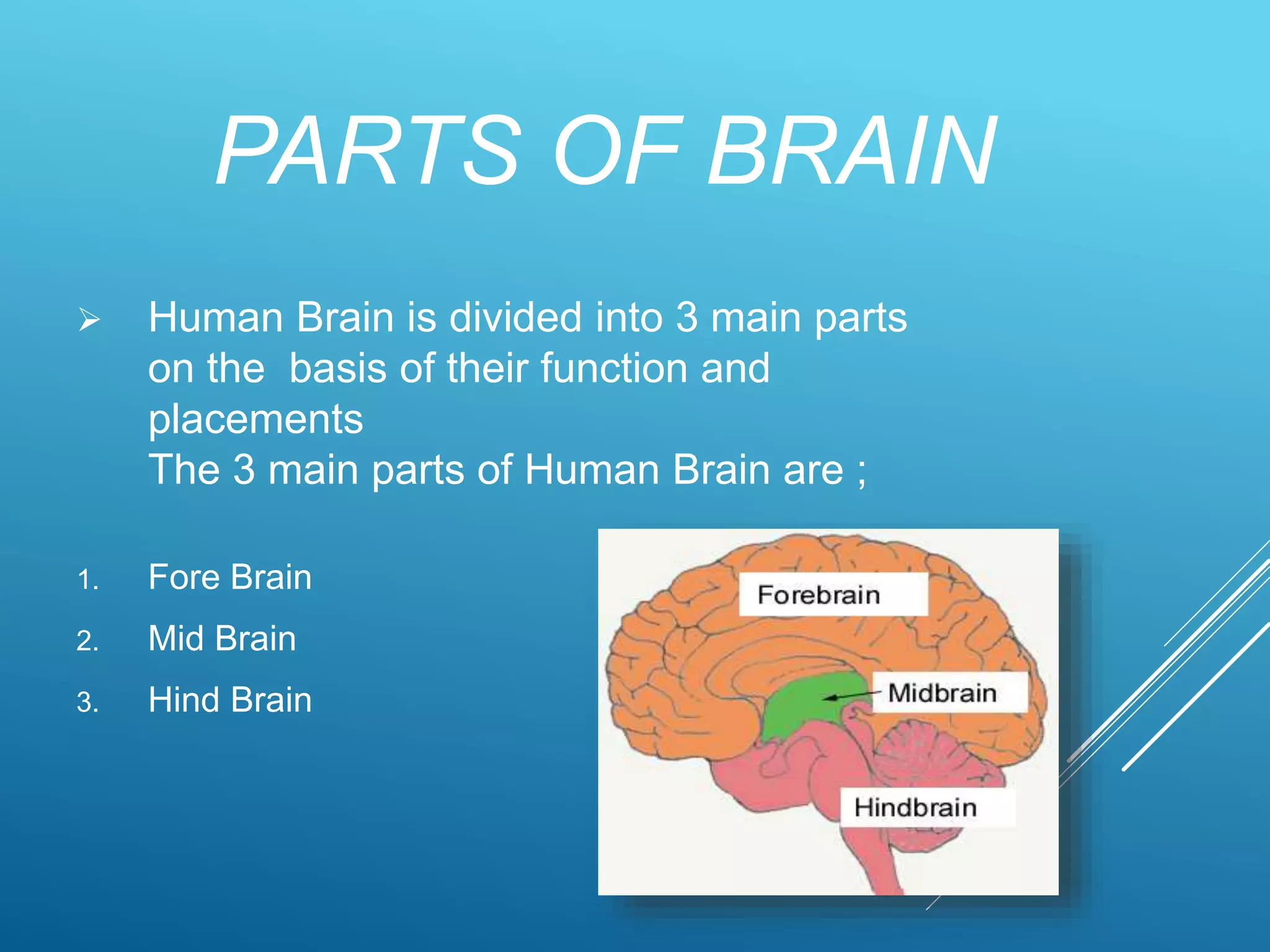 The Human Brain, Its Parts and Functions | PPTX