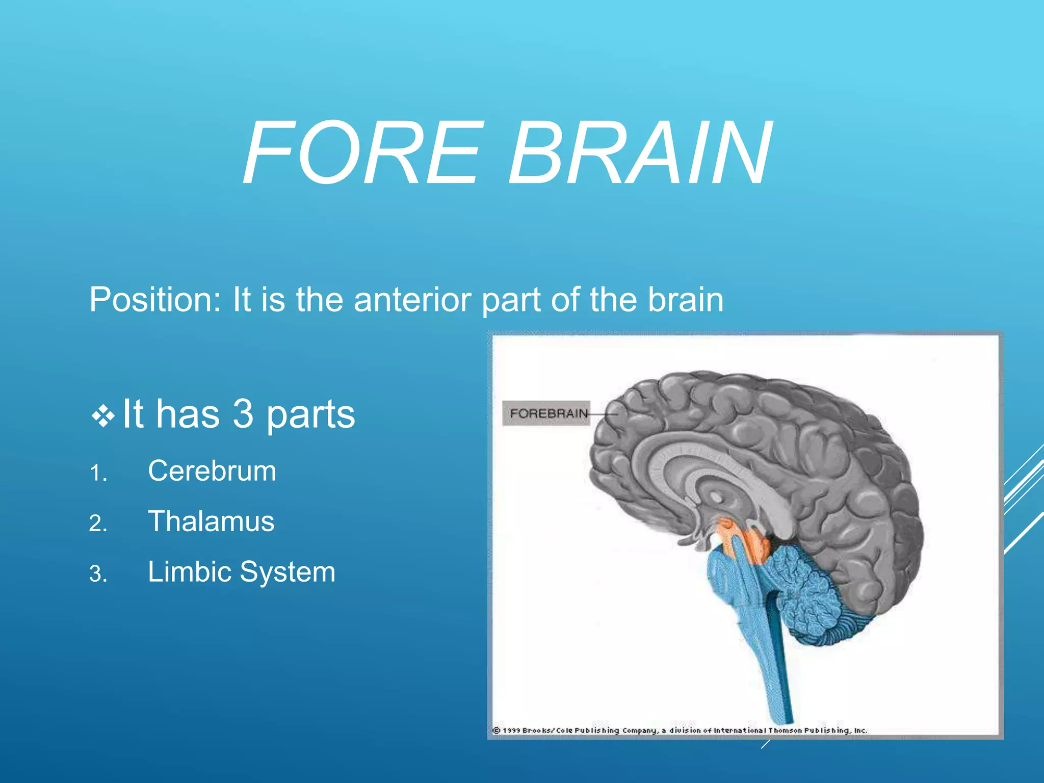 The Human Brain, Its Parts and Functions | PPTX