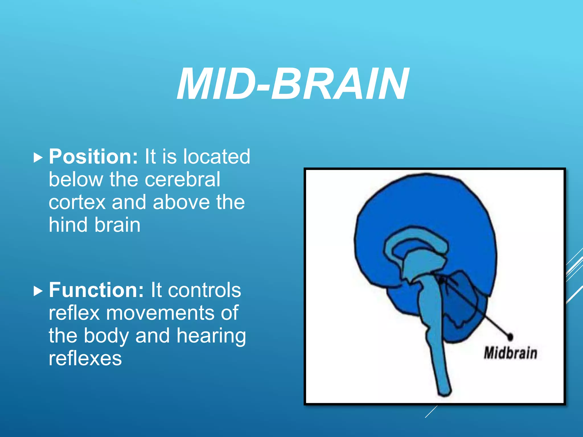 The Human Brain, Its Parts and Functions | PPTX