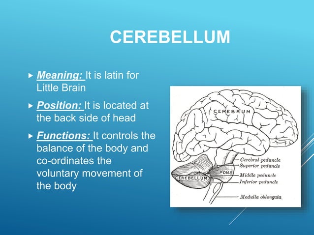 The Human Brain, Its Parts and Functions | PPTX | Brain and Nervous ...