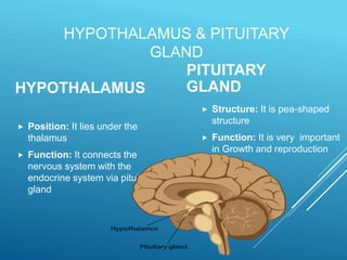 The Human Brain, Its Parts and Functions | PPTX