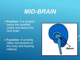 The Human Brain, Its Parts and Functions | PPTX