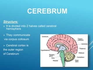 The Human Brain, Its Parts and Functions | PPTX | Brain and Nervous ...