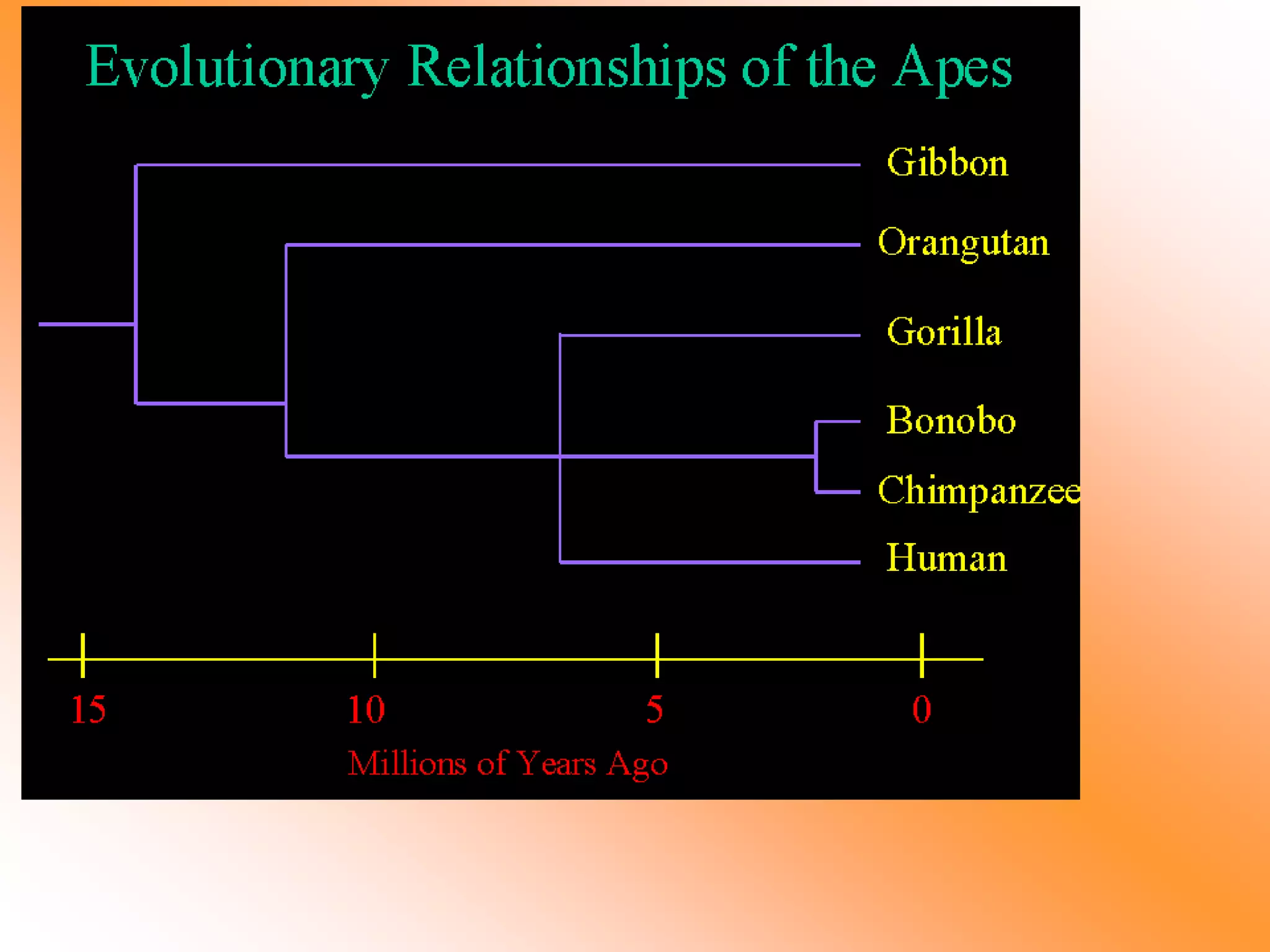 human-evolution.pptx
