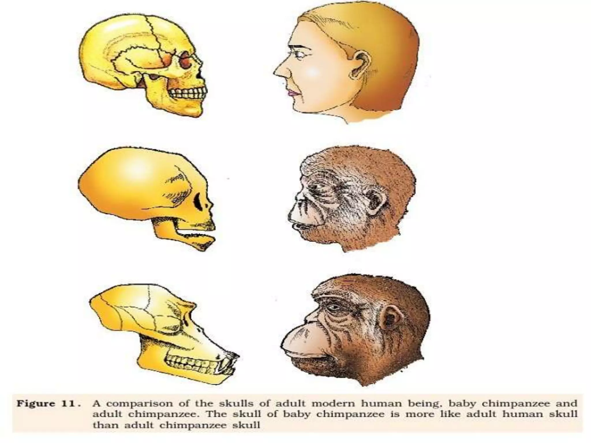 human-evolution.pptx