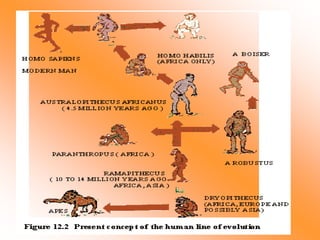 human-evolution.pptx