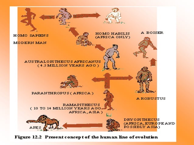 human-evolution.pptx
