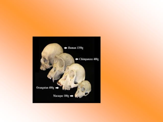 human-evolution.pptx