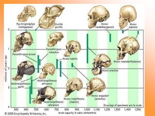 human-evolution.pptx