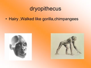 human-evolution.pptx