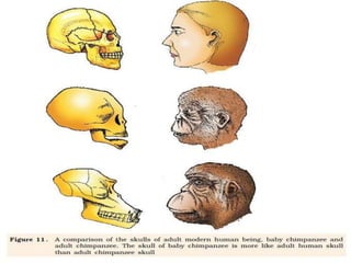 human-evolution.pptx
