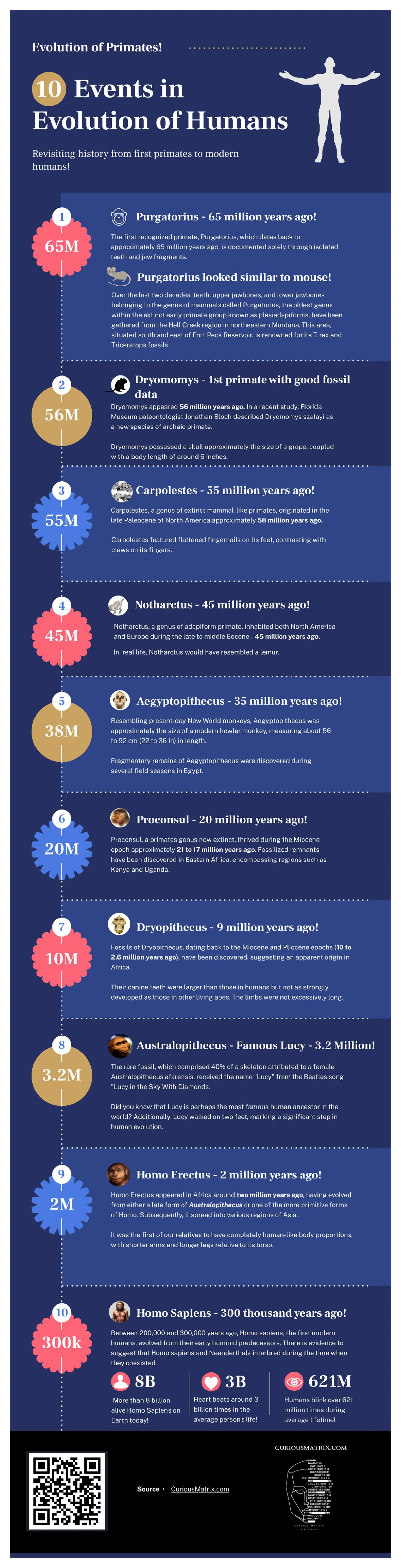 Infographic Timeline of Human & Primates Evolution | PDF