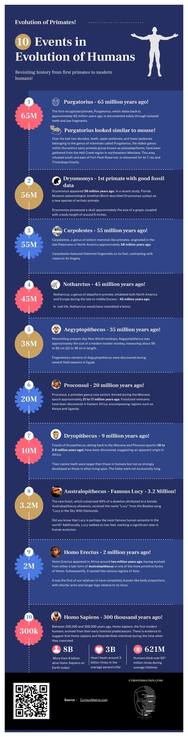 Infographic Timeline of Human & Primates Evolution | PDF