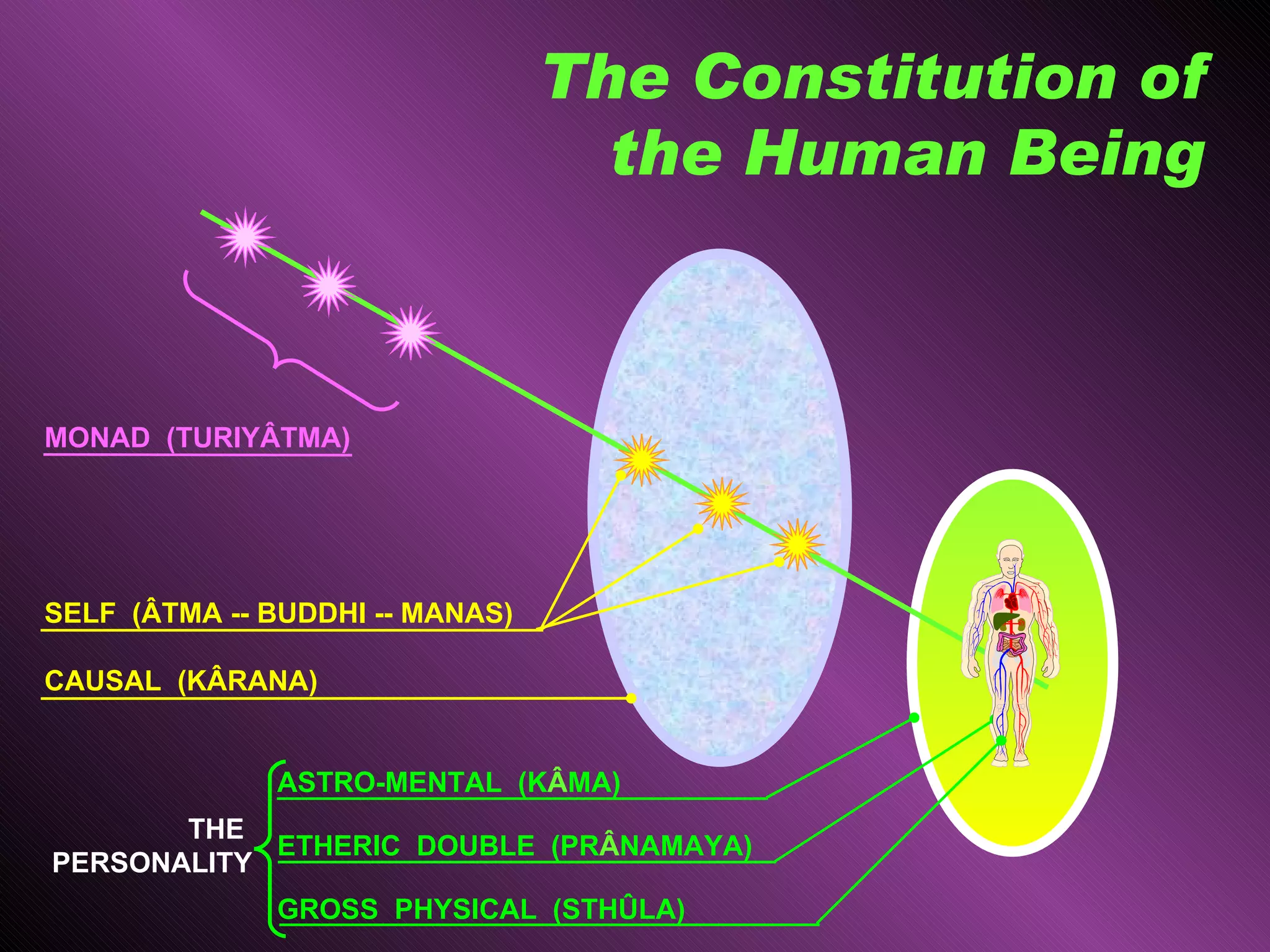 Human Evolution | PPT