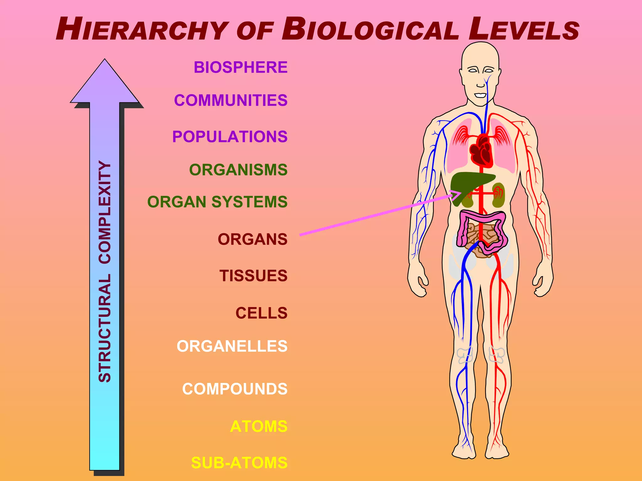 Human Evolution | PPT