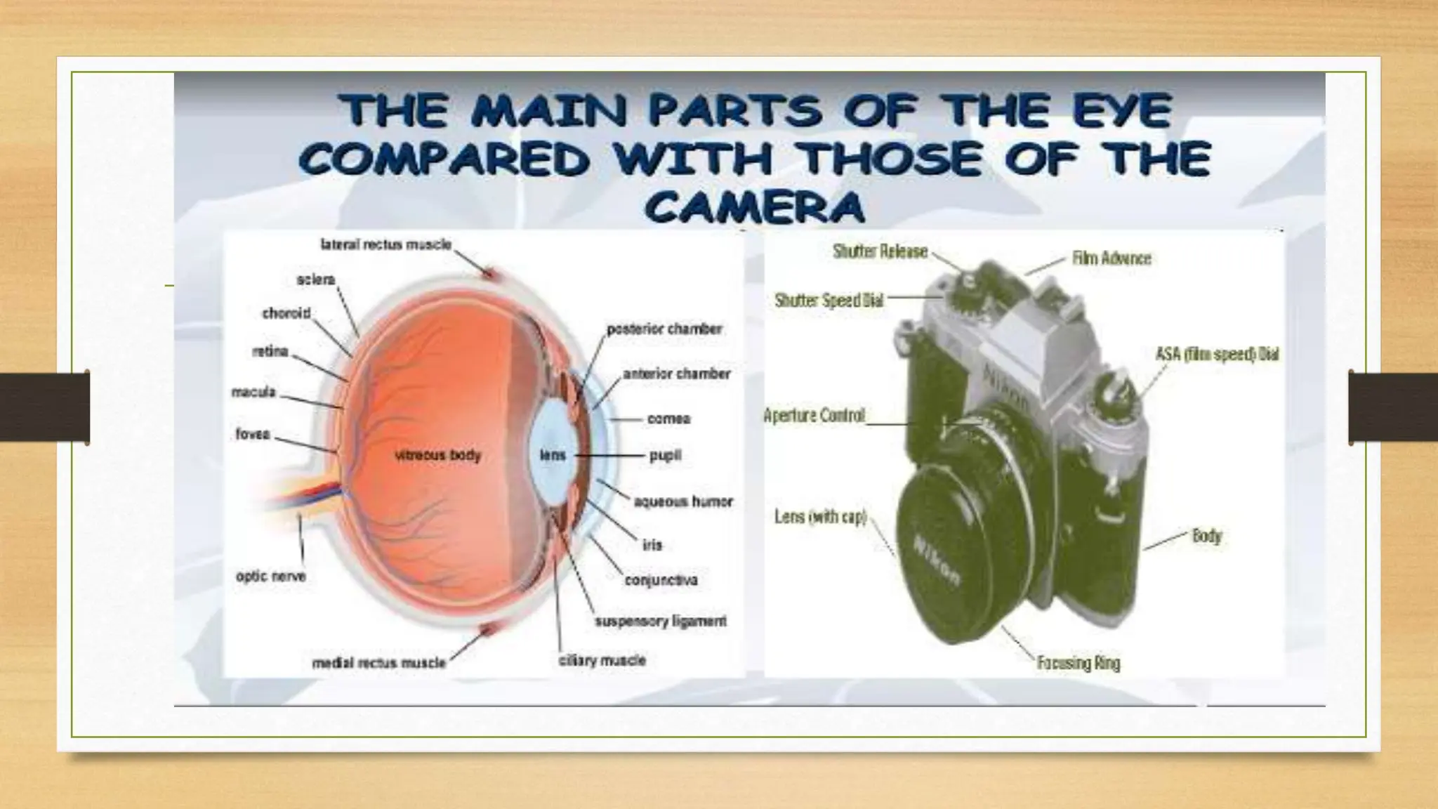 Human Eye and the Camera Powerpoint - Optics | PPTX
