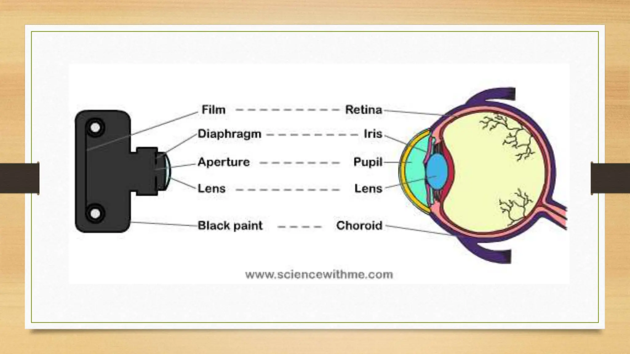 Human Eye and the Camera Powerpoint - Optics | PPTX