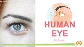 Human-Eye-Template.pptx