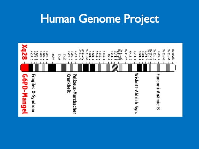 Human Genome Project | PPT