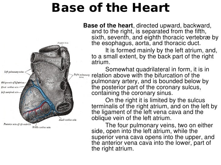 Human heart