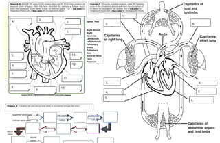 Human Heart Activity Sheet for G9 Learners | DOCX