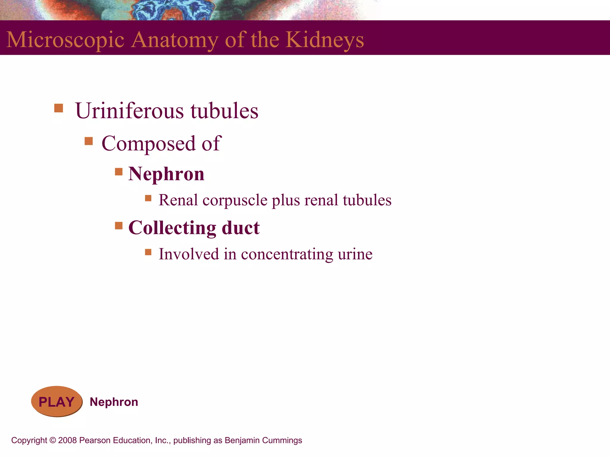 Human Human Anatomy Urinary System | PPT