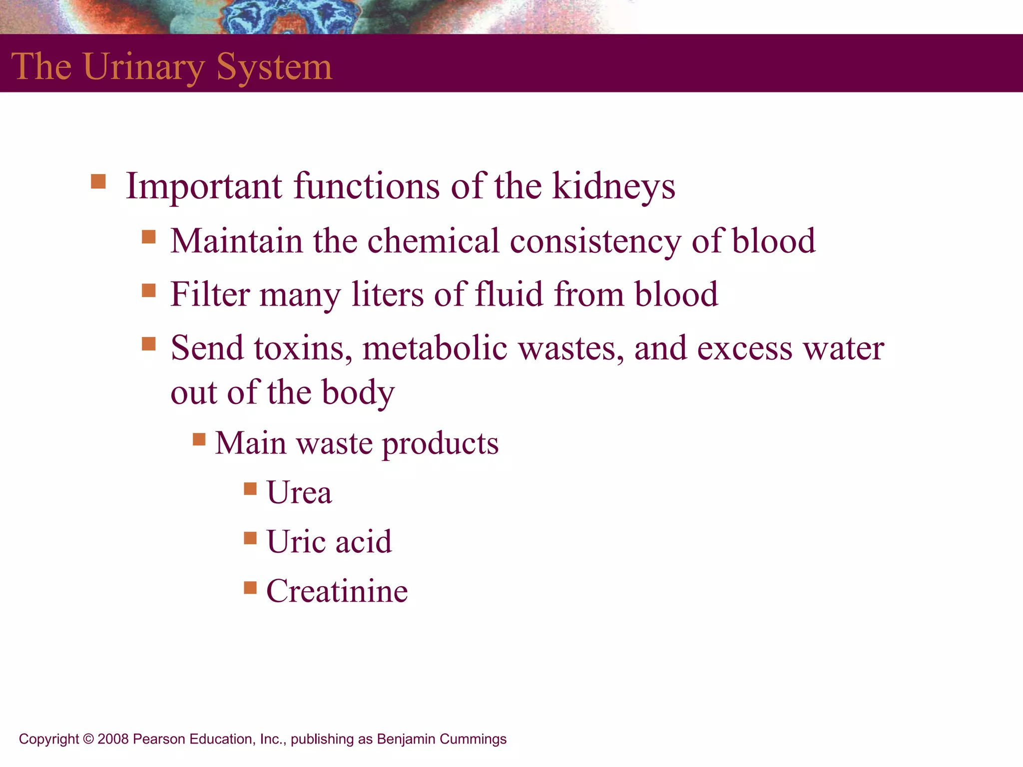 Human Human Anatomy Urinary System | PPT