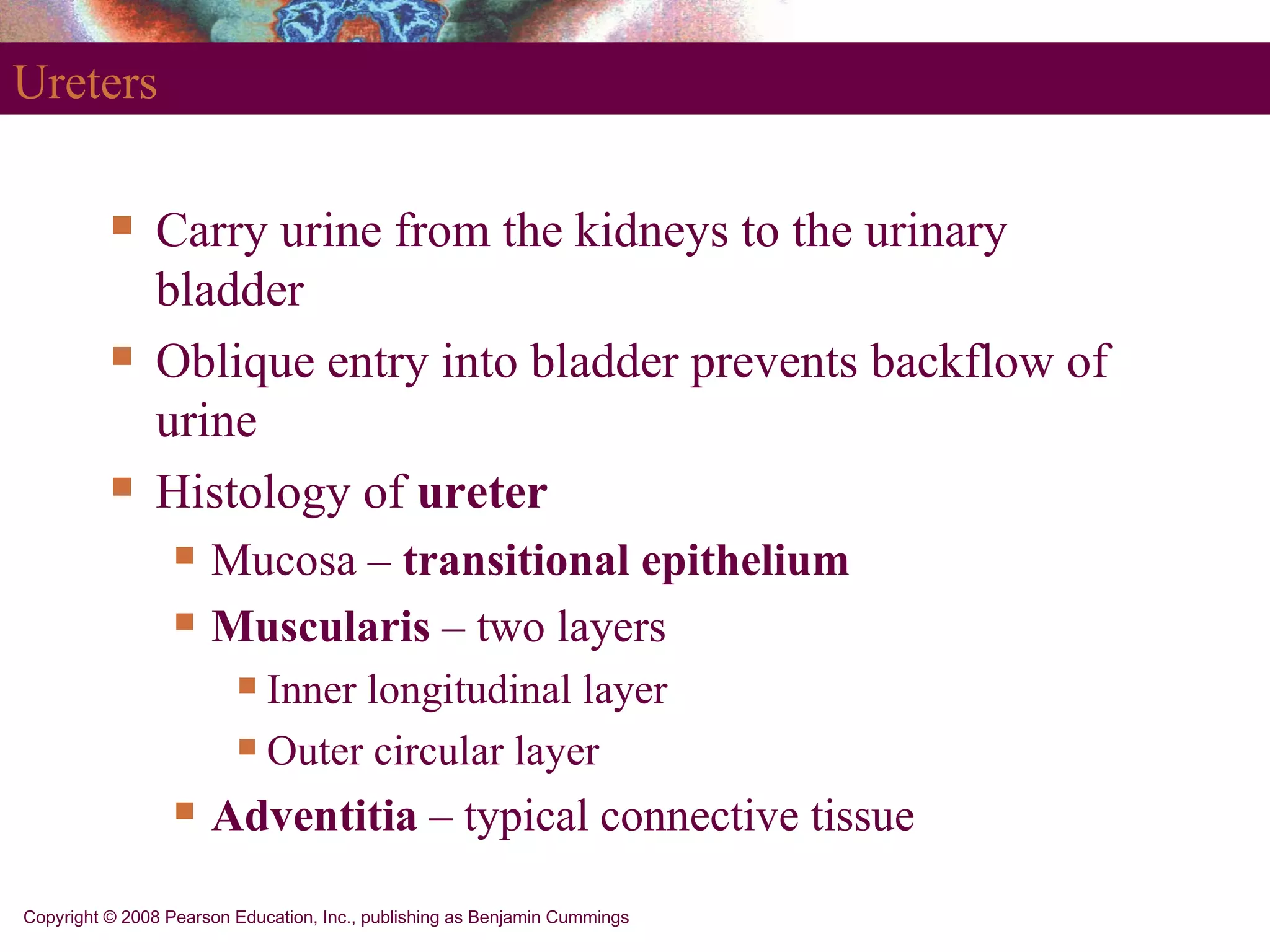 Human Human Anatomy Urinary System | PPT
