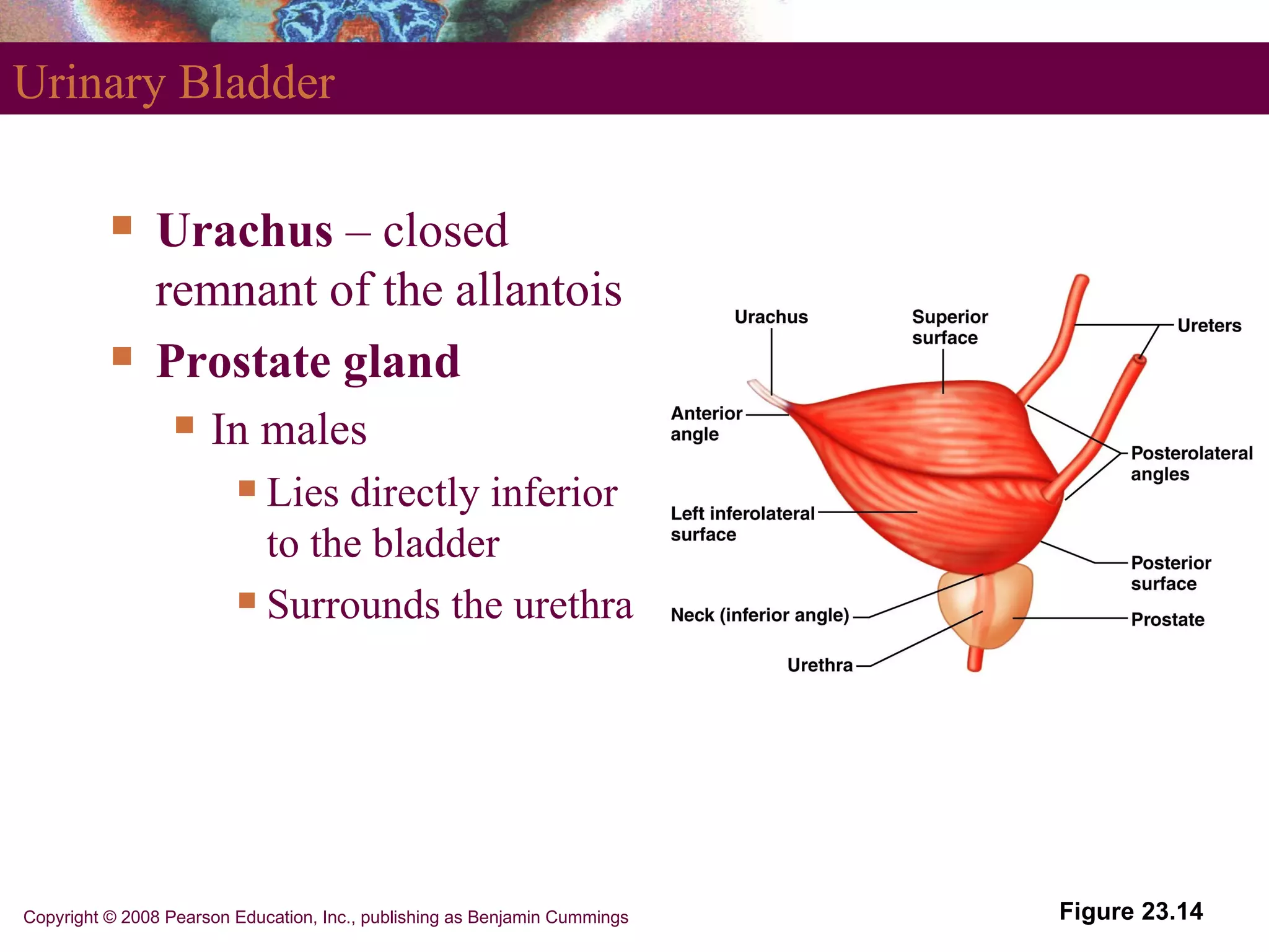 Human Human Anatomy Urinary System | PPT