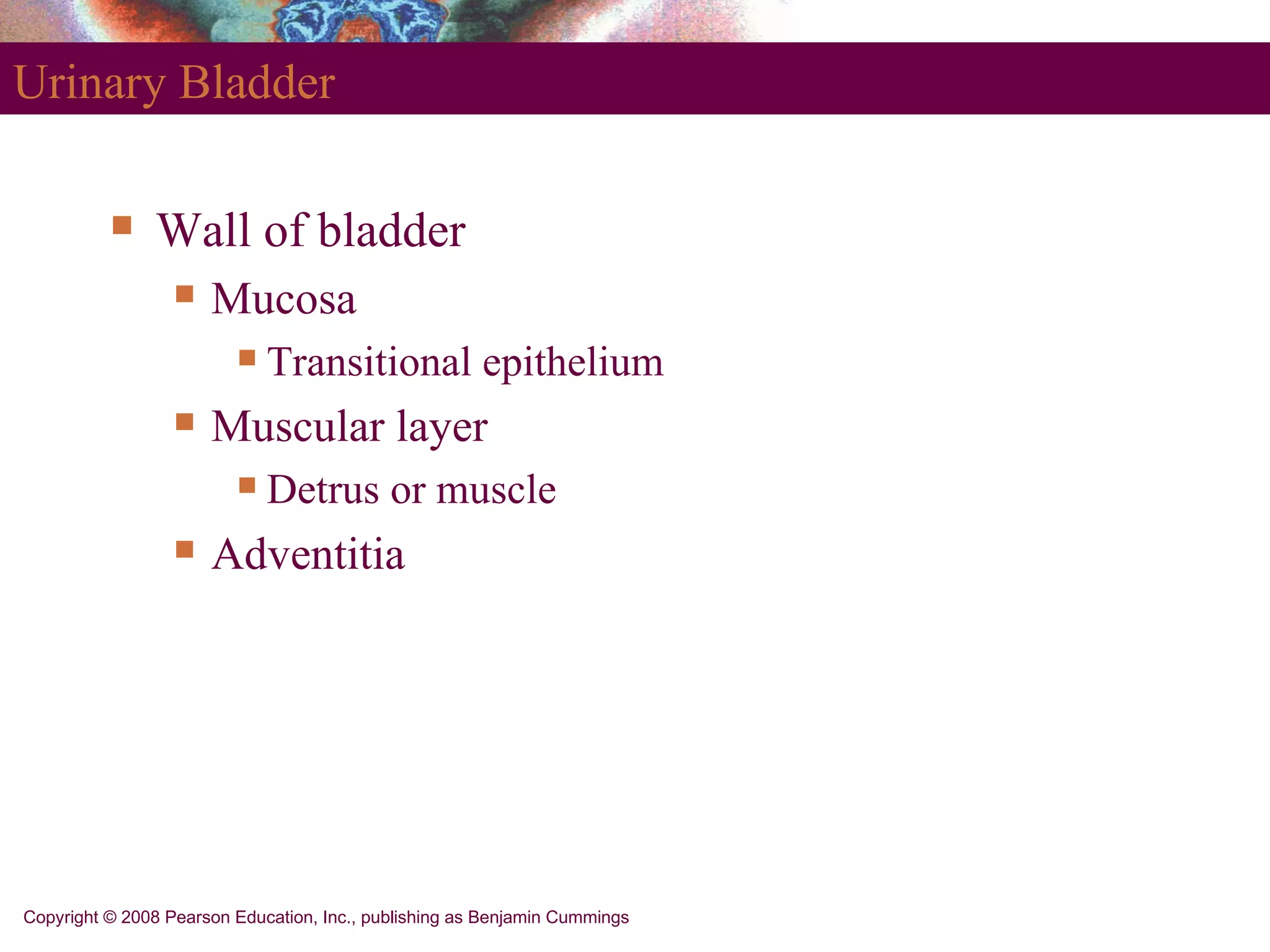 Human Human Anatomy Urinary System | PPT