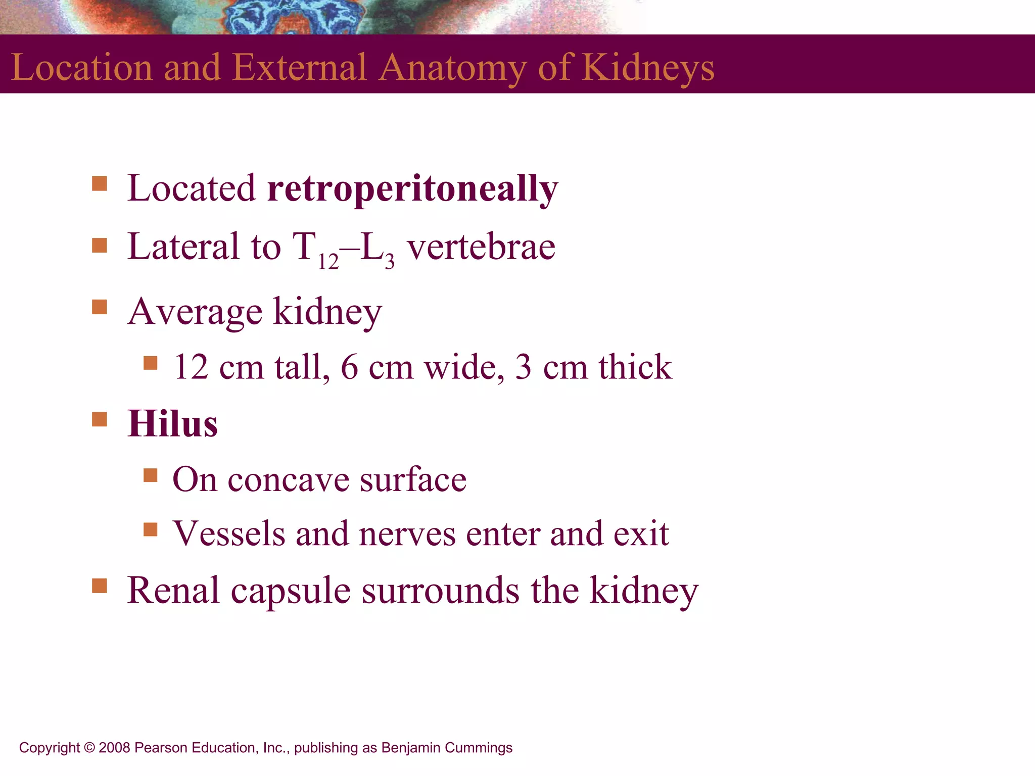 Human Human Anatomy Urinary System | PPT