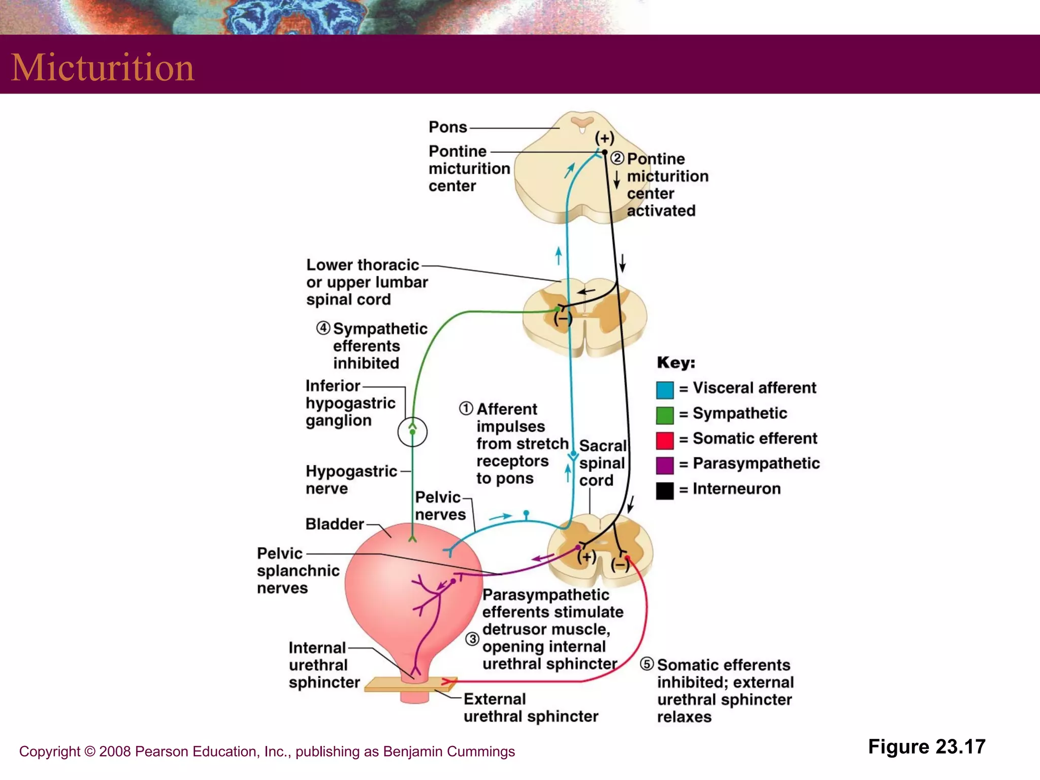Human Human Anatomy Urinary System | PPT