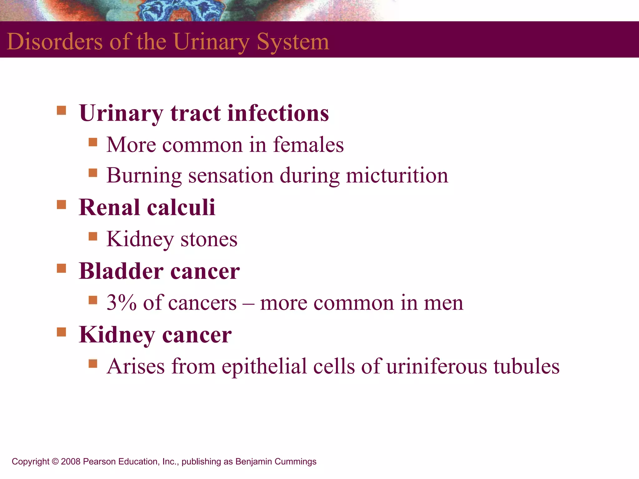 Human Human Anatomy Urinary System | PPT
