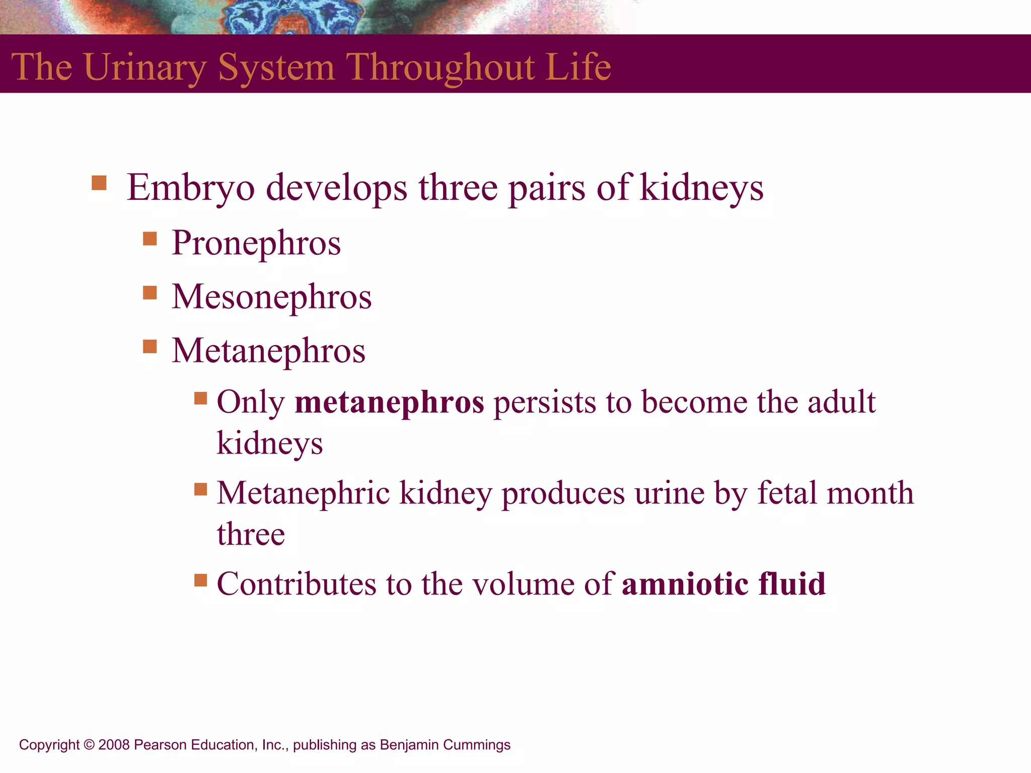 Human Human Anatomy Urinary System | PPT