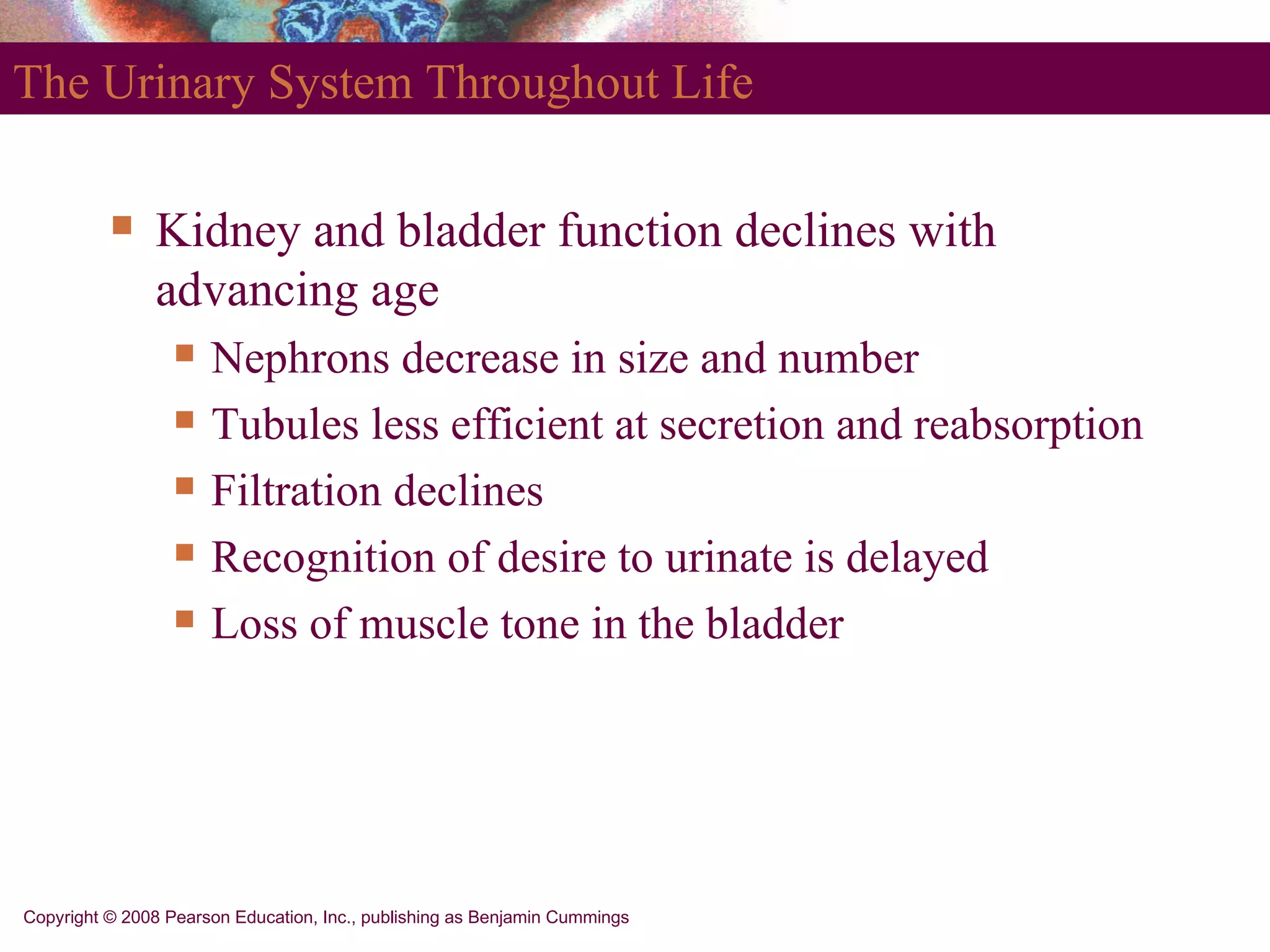 Human Human Anatomy Urinary System | PPT