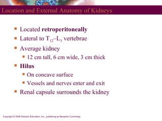 Human Human Anatomy Urinary System | PPT