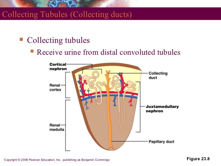 Human Human Anatomy Urinary System