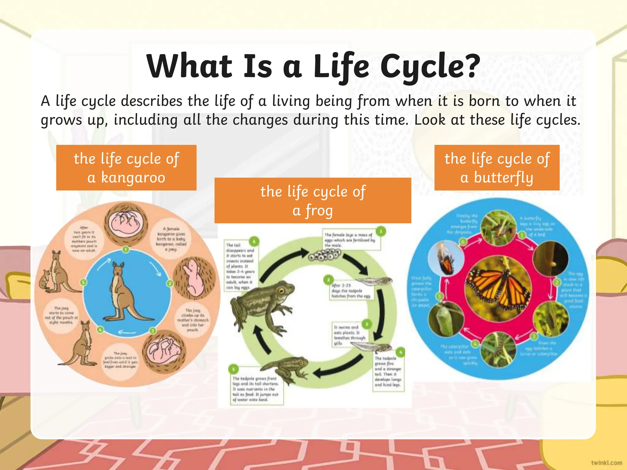 Human-life-cycle-powerpoint.ppt free download | PPT